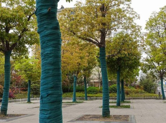 5 Best Tree Wraps - Feb. 2021 - BestReviews